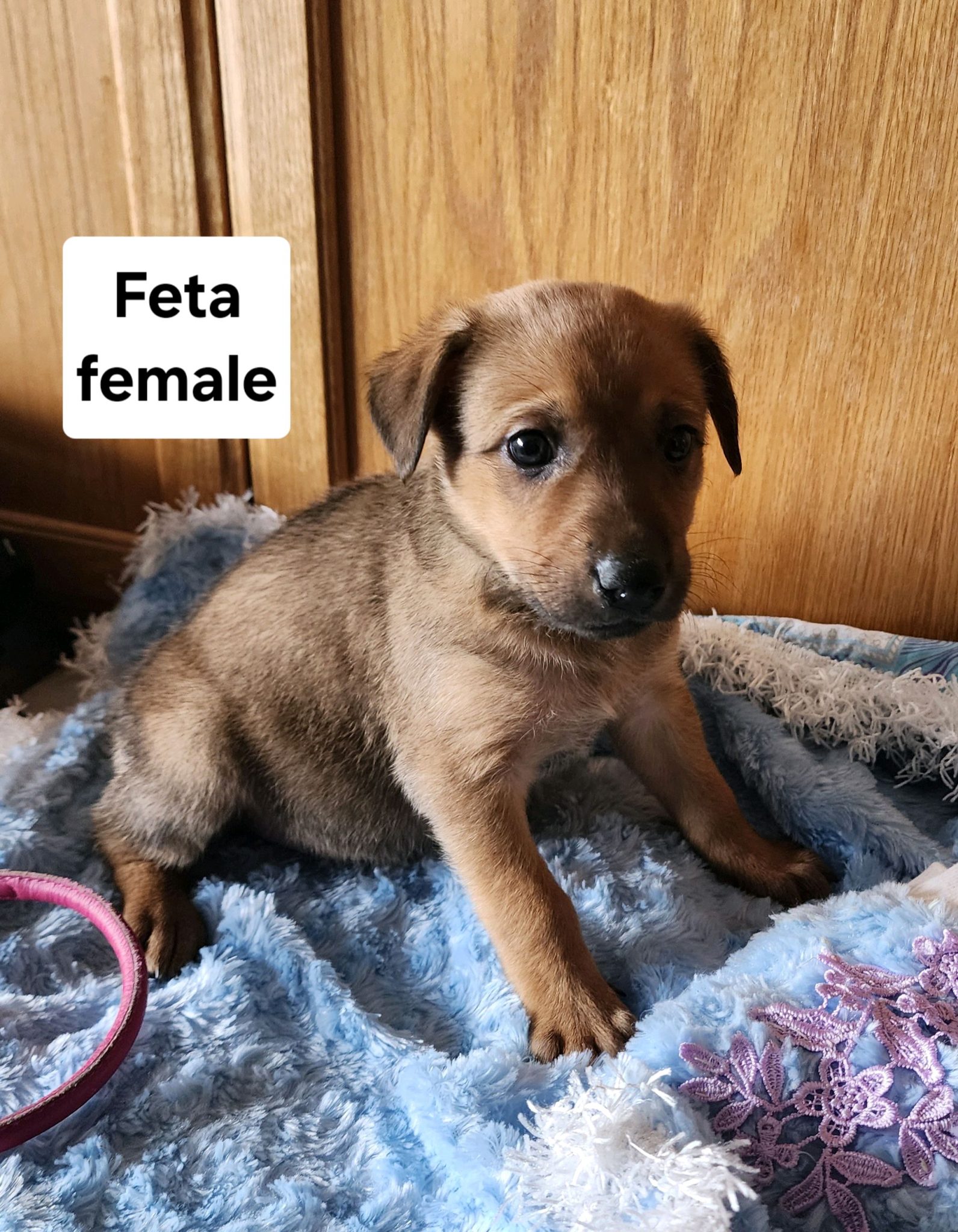 Australian Kelpie Mix Puppies - CCREW