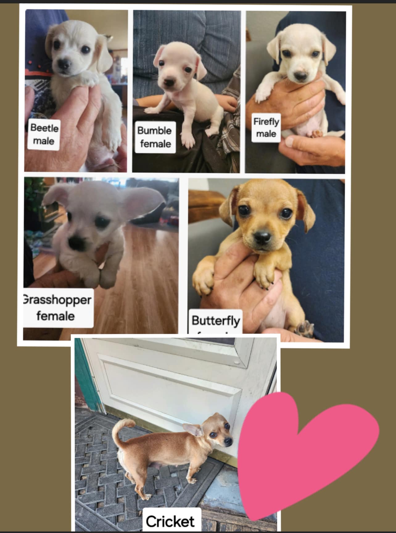 Little Bug Family - Bumble - CCREW
